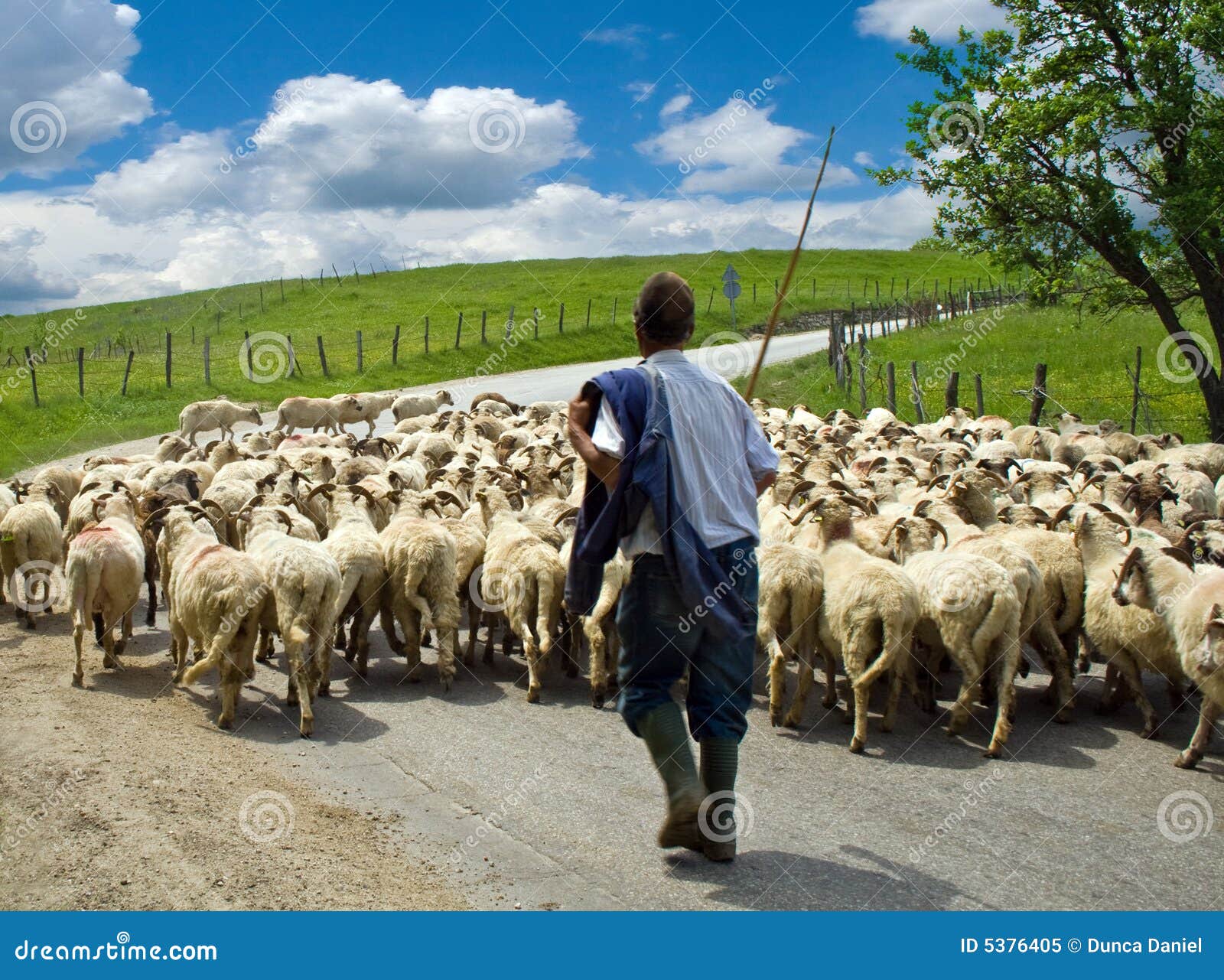 Shepherd with His Sheep Herd Stock Image - Image of country, farm: 5376405