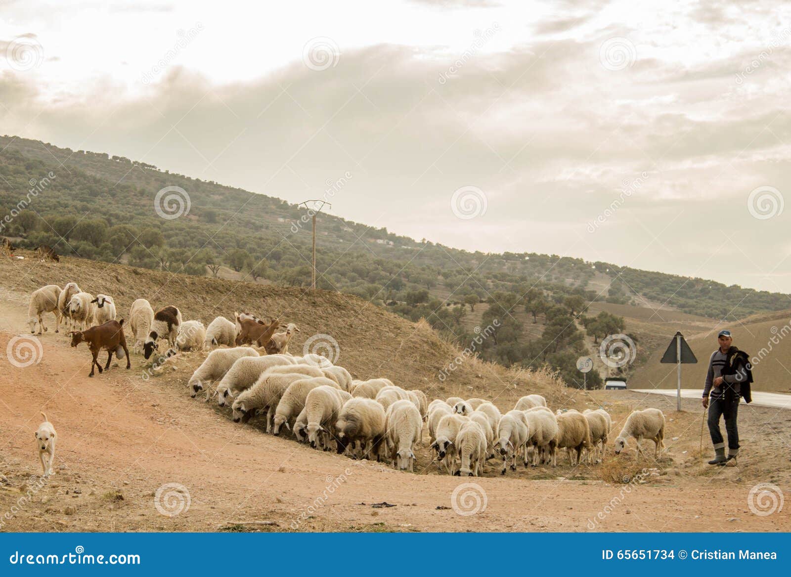 Shepherd and his sheep editorial stock image. Image of inquisitive ...