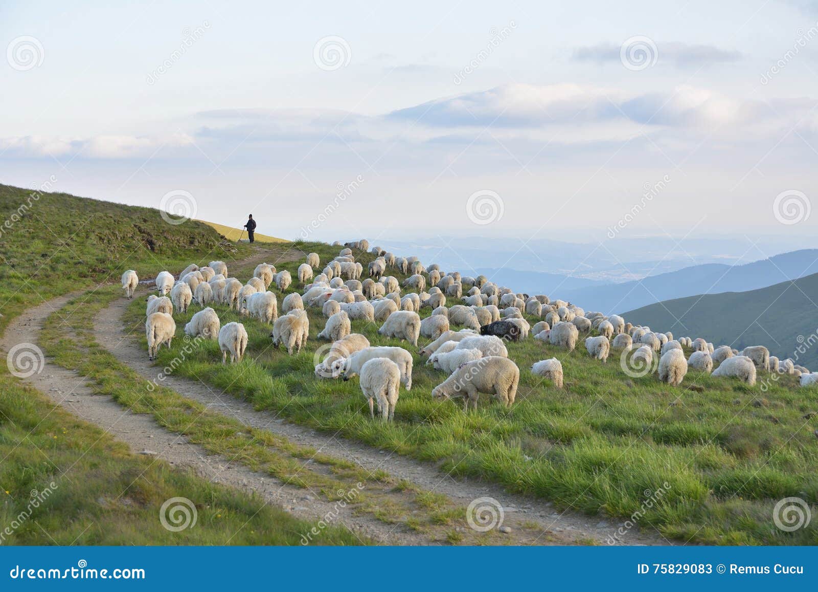 Shepherd With Sheep Royalty-Free Stock Image | CartoonDealer.com #91467568
