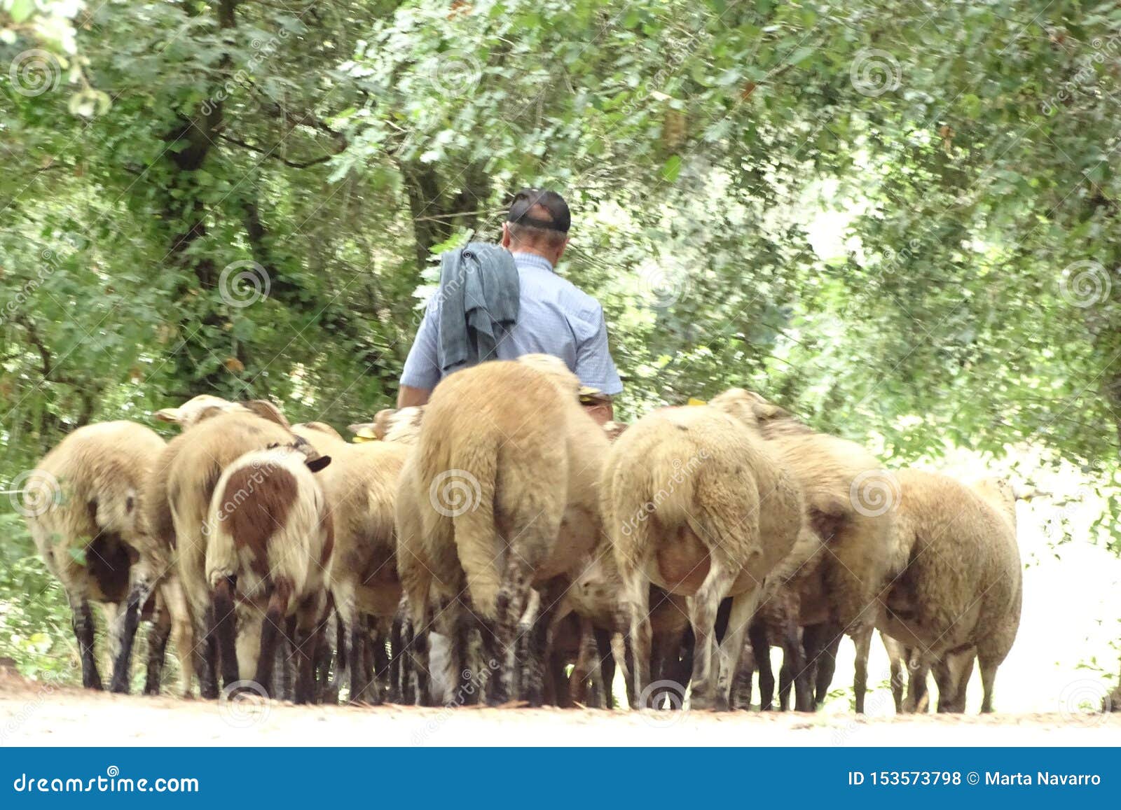 Shepherd with His Sheep on Pasture Editorial Stock Photo - Image of ...