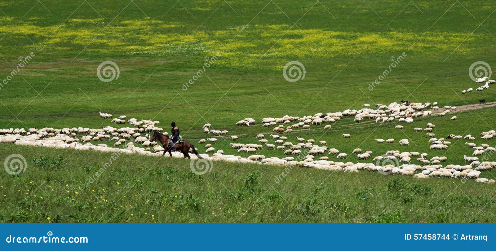 Shepherd on Horseback Tending Flock of Sheep Editorial Stock Image ...