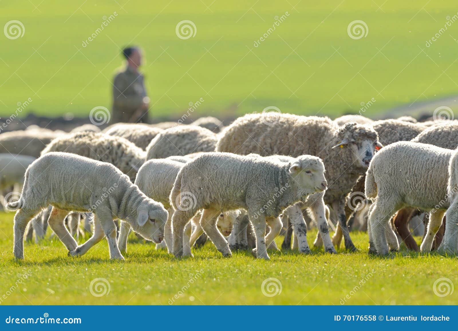 A Shepherd is Leading His Flock Stock Photo - Image of italy, grass ...