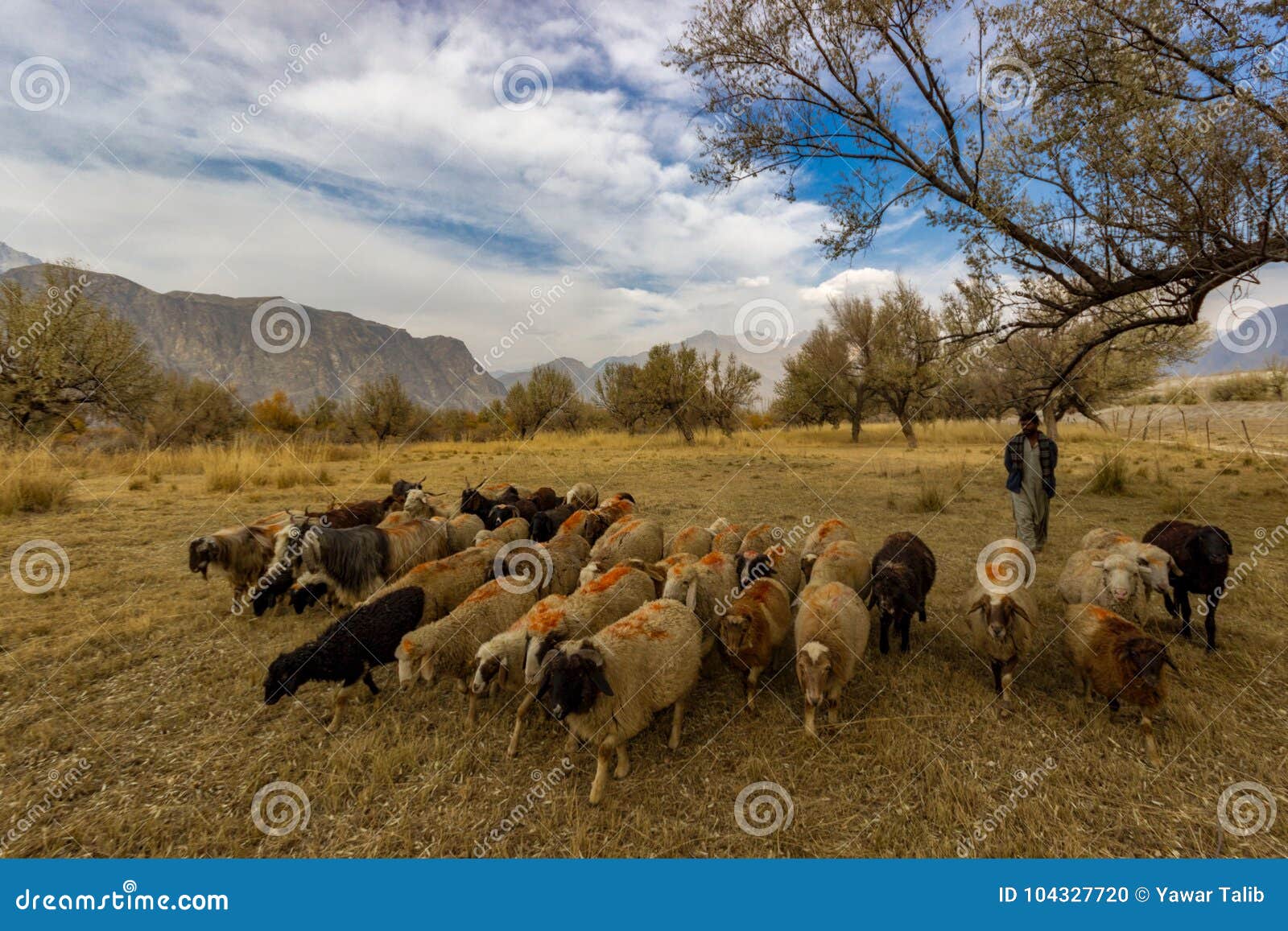 Shepherd editorial image. Image of land, local, form - 104327720