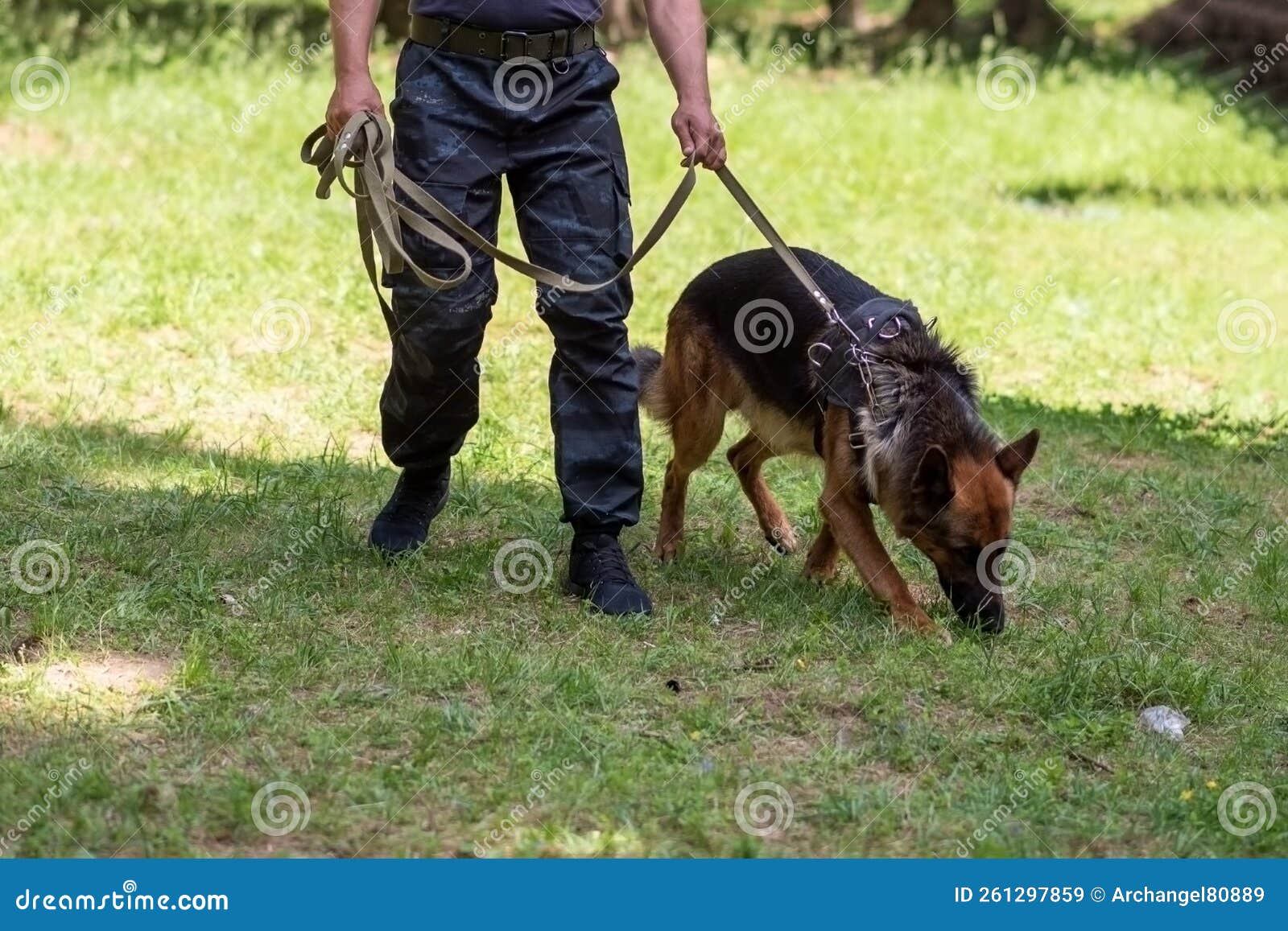 Shepherd is Looking for a Bomb, Training with Boxes in the Forest ...