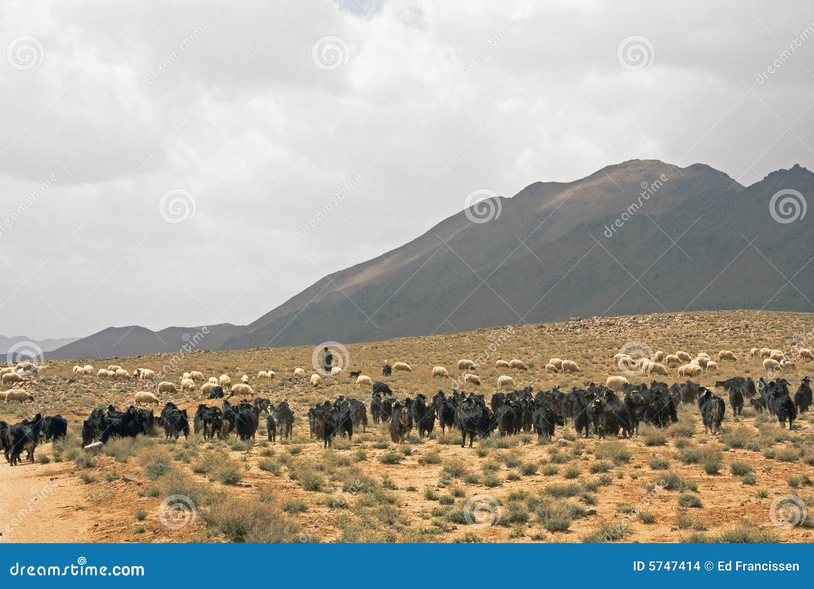 Shepherd at Morocco stock photo. Image of shepherd, berber - 5747414