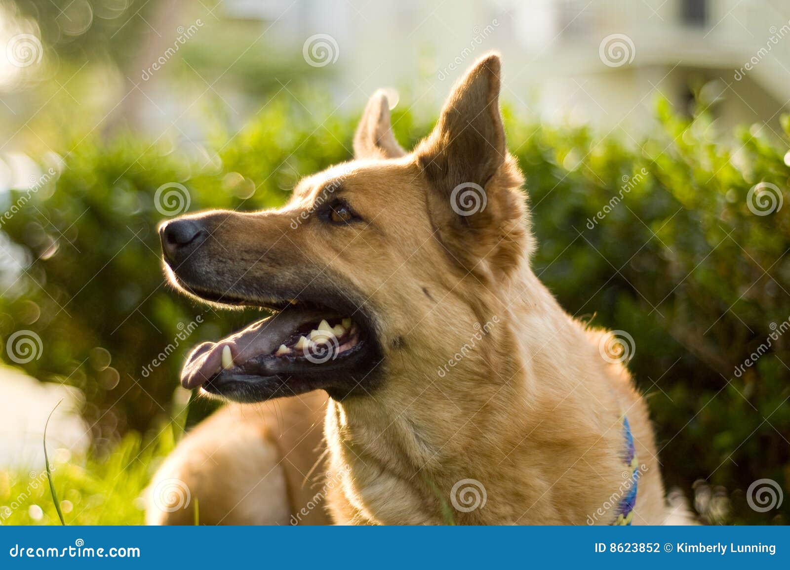 Shepherd_portrait stock photo. Image of shepherd, beautiful - 8623852