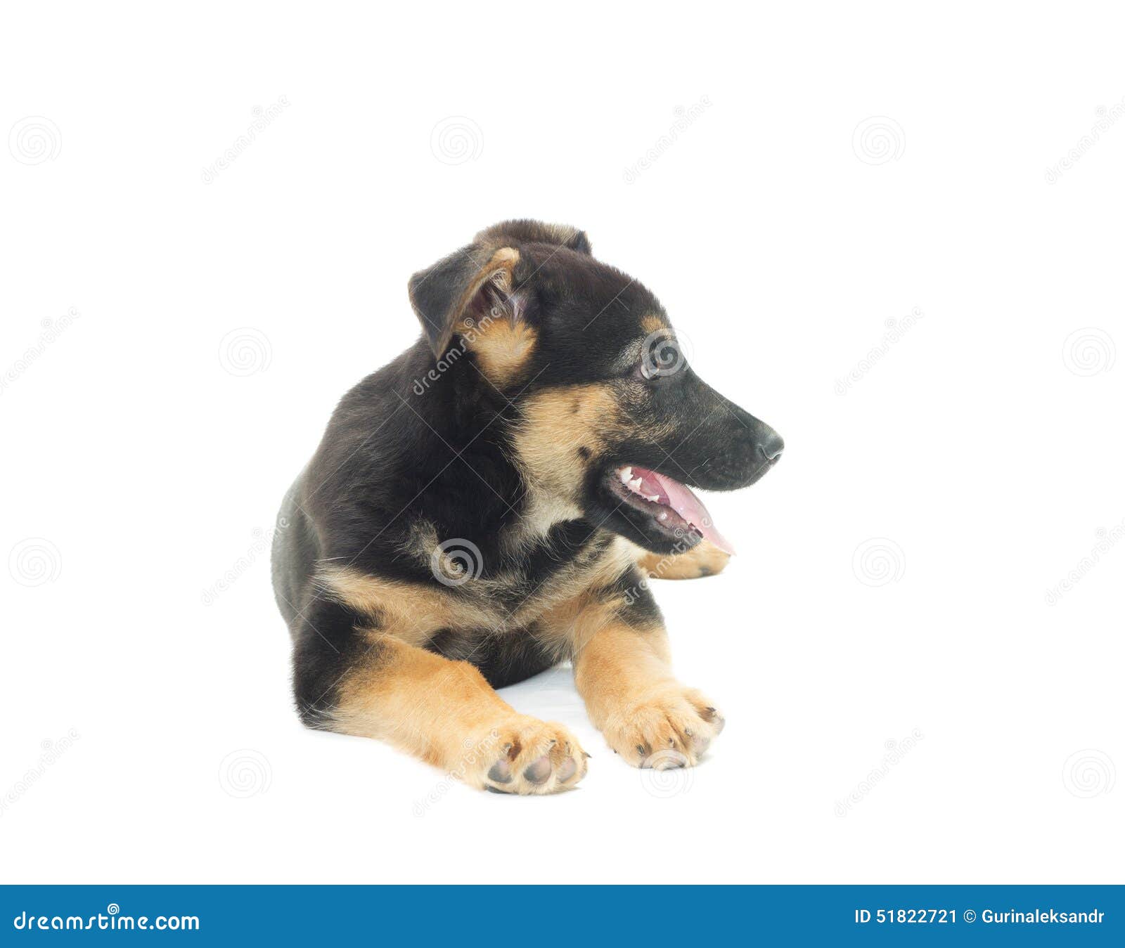 Shepherd puppy stock image. Image of mammals, sheepdog - 51822721