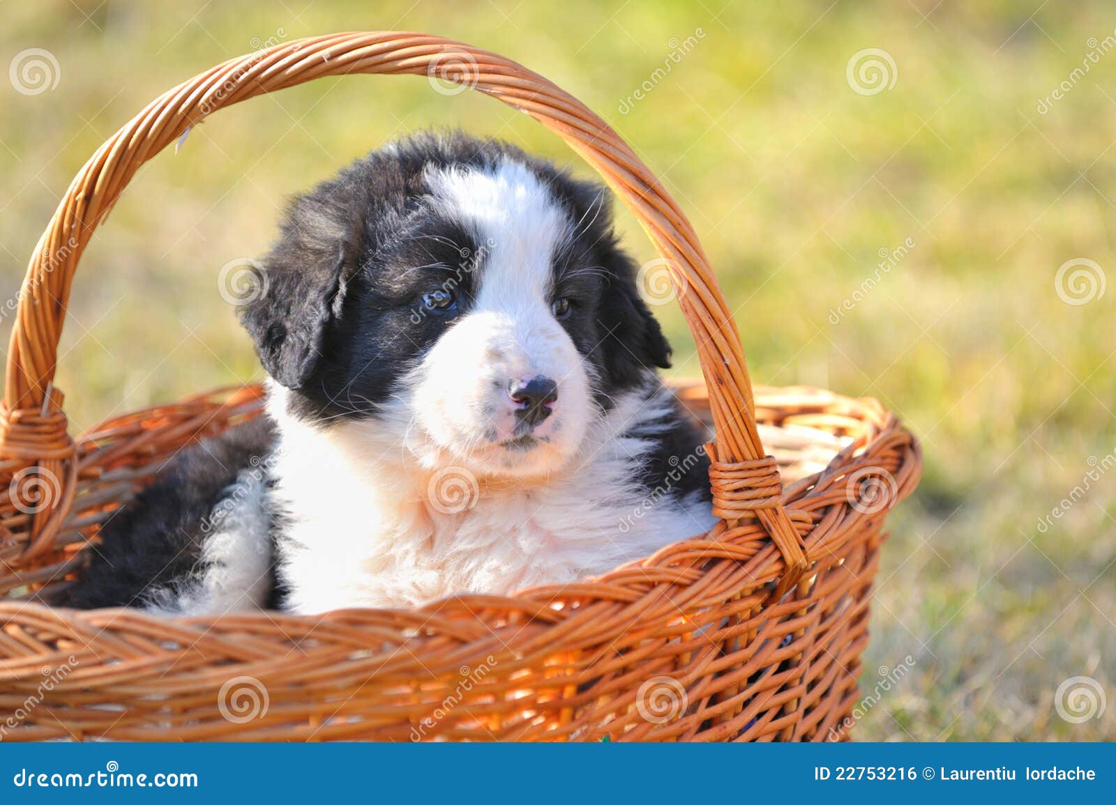 Shepherd romanian dog stock photo. Image of mioritic - 22753216