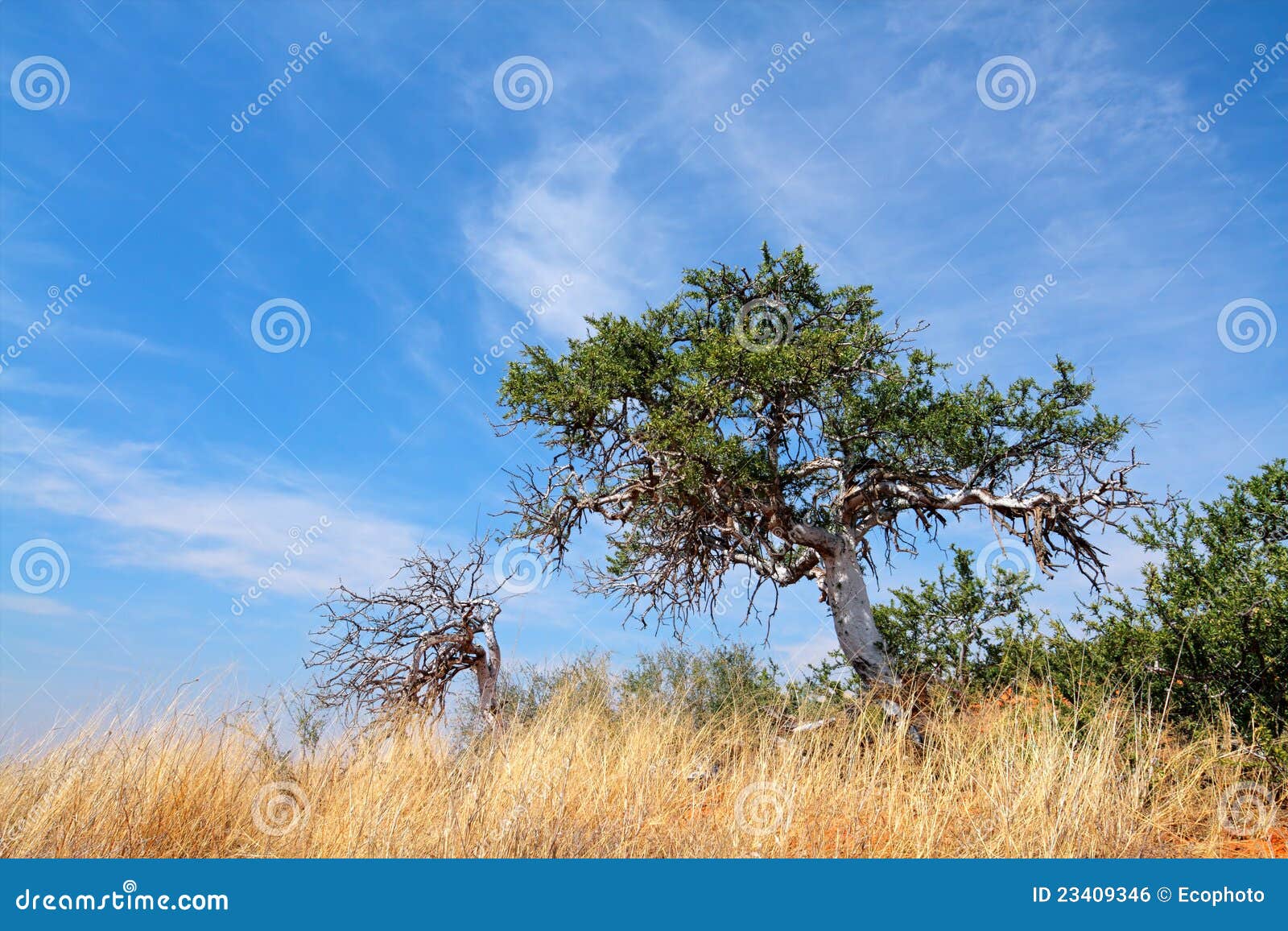 Shepherd s tree stock photo. Image of plant, albitrunca - 23409346