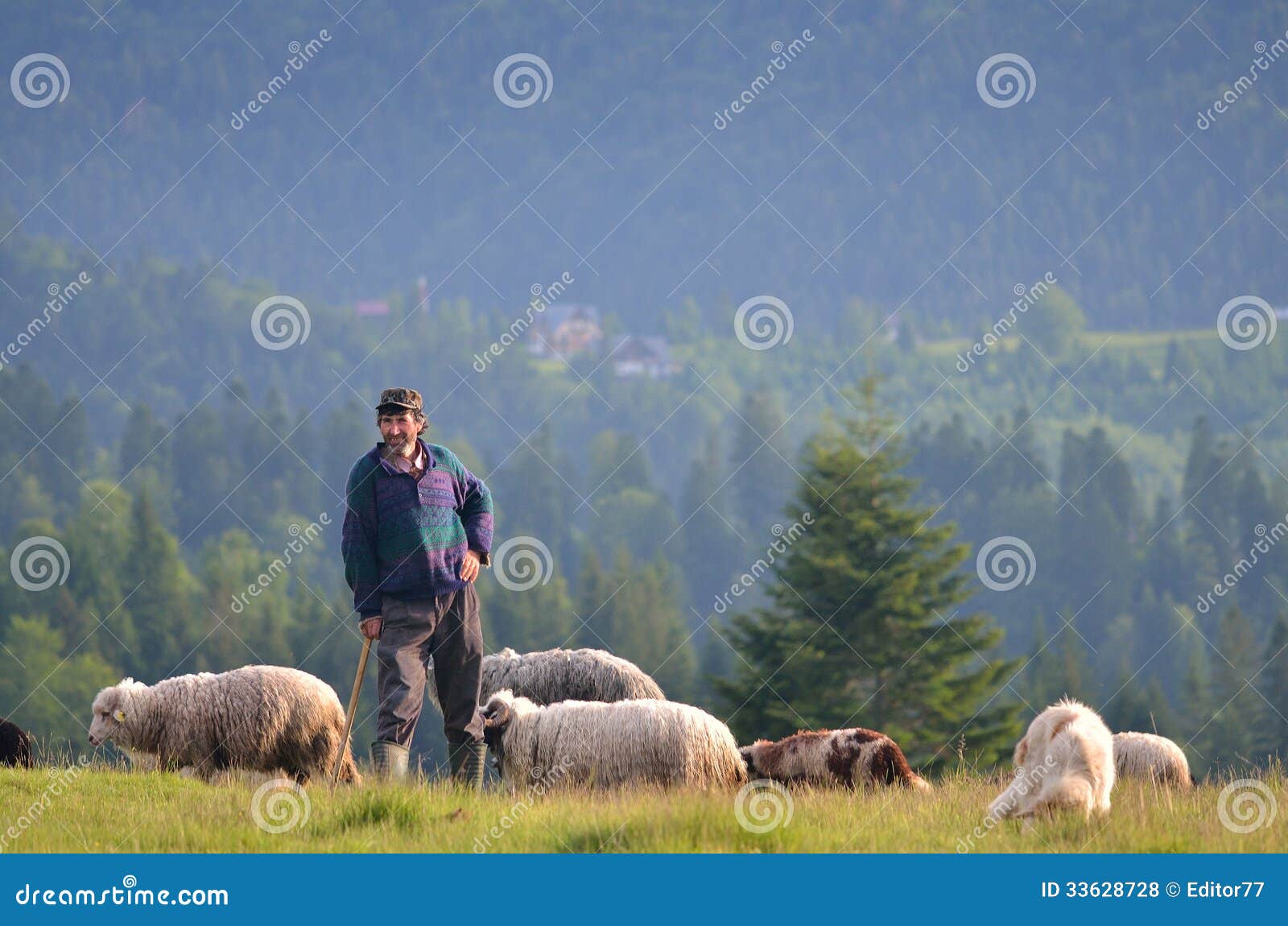 Shepherd editorial stock photo. Image of agriculture - 33628728