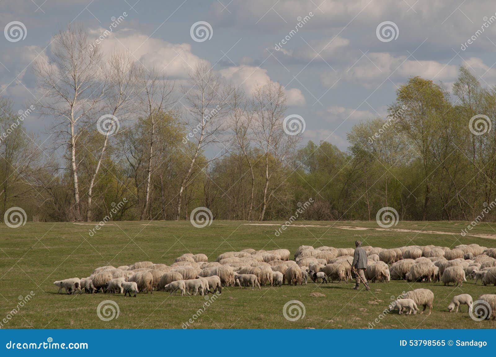 Shepherd With Sheep Editorial Photo | CartoonDealer.com #53798565