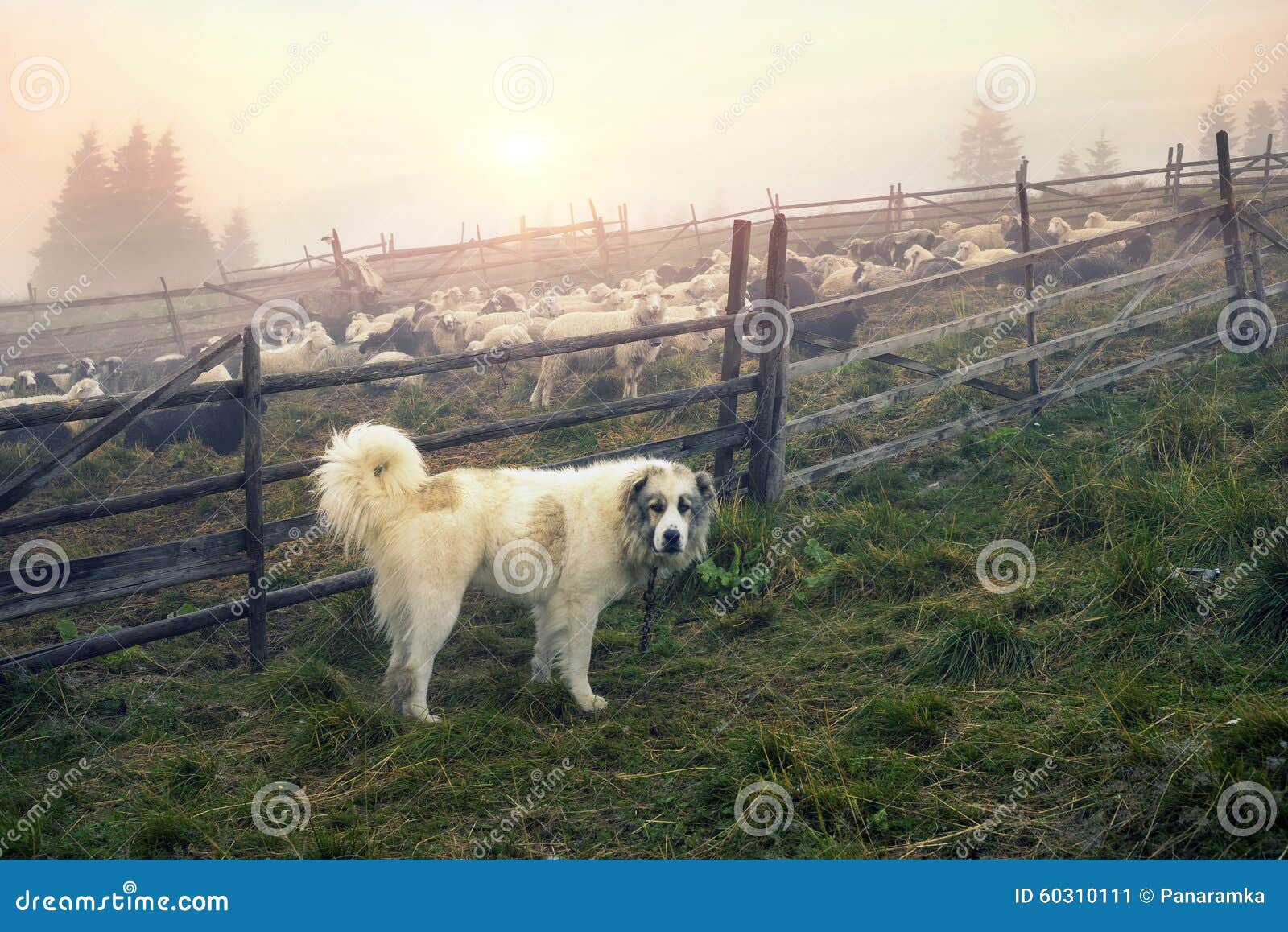 Shepherd and sheep stock image. Image of nature, hill - 60310111