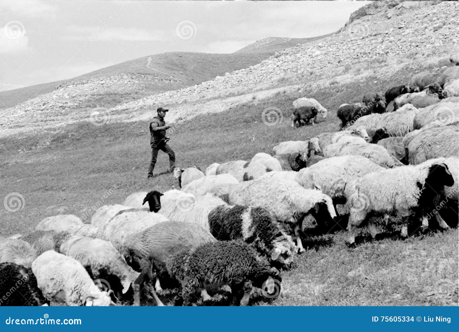 Shepherd With Sheep Editorial Photo | CartoonDealer.com #53798565