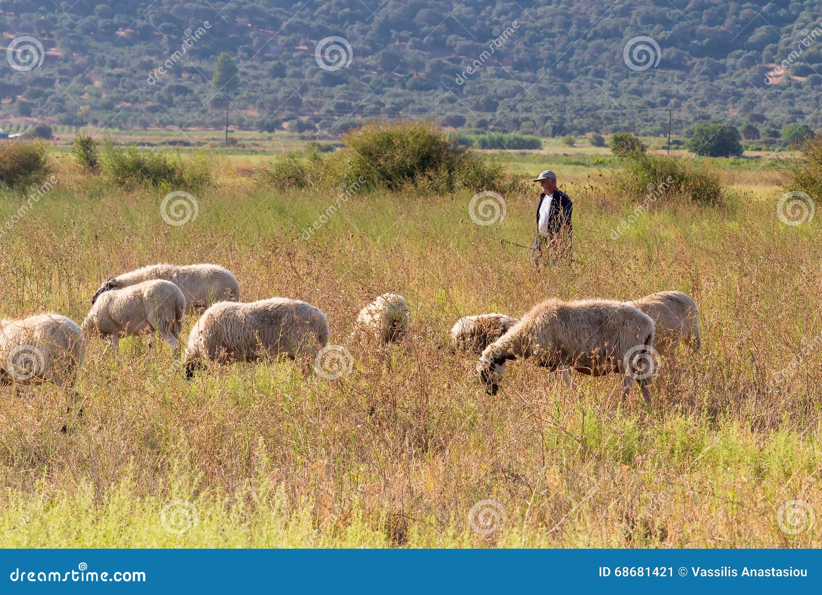 Shepherd and Sheep Out in the Nature for a Walk. Editorial Photo ...
