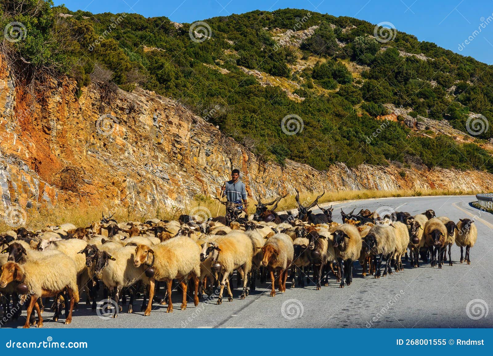 Shepherd and Sheep on a Road, Euboea Evia Island Editorial Image ...