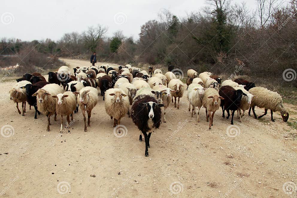 Shepherd and sheeps stock image. Image of sheep, pastor - 18345567