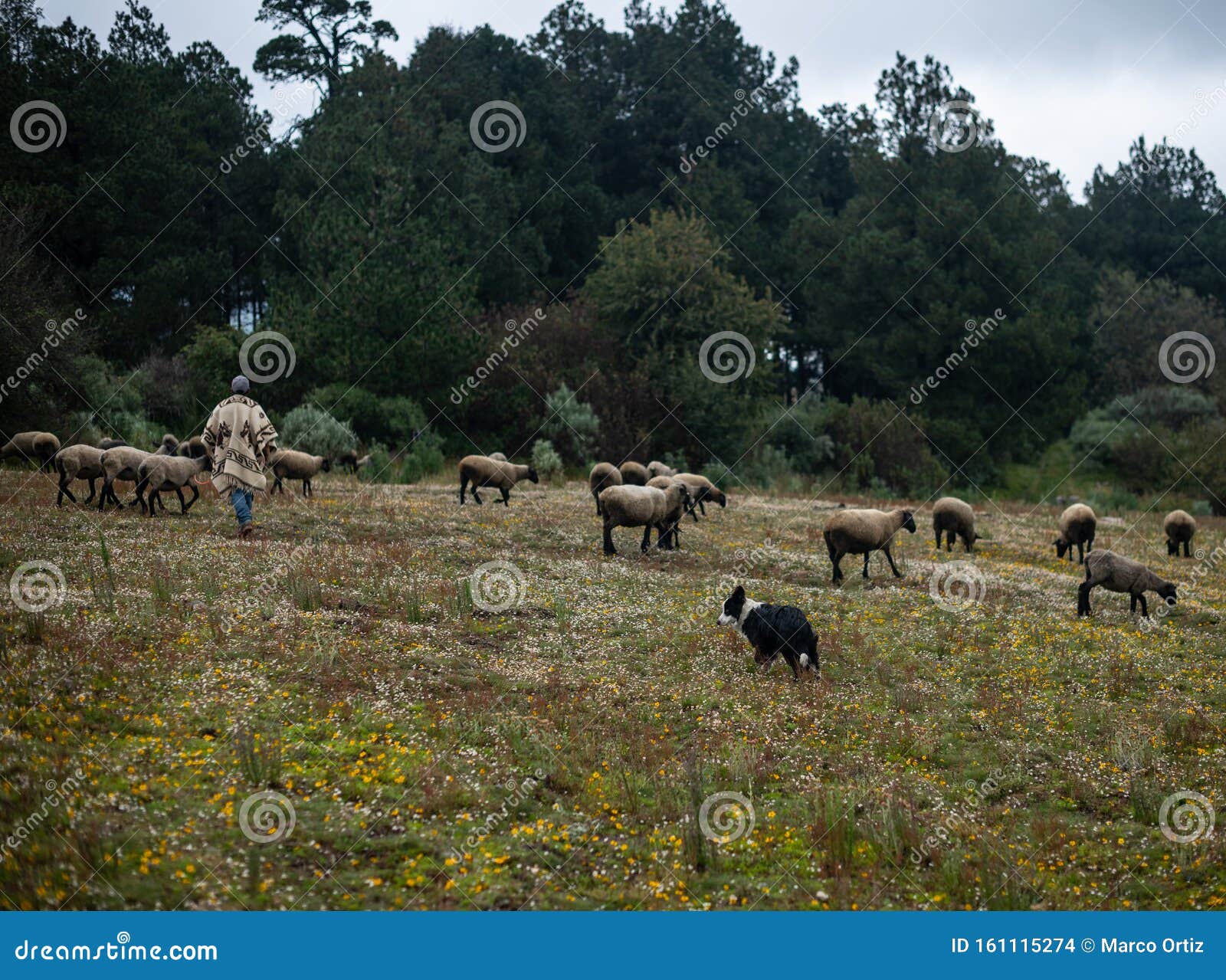 How Does A Shepherd Take Care Of His Sheep