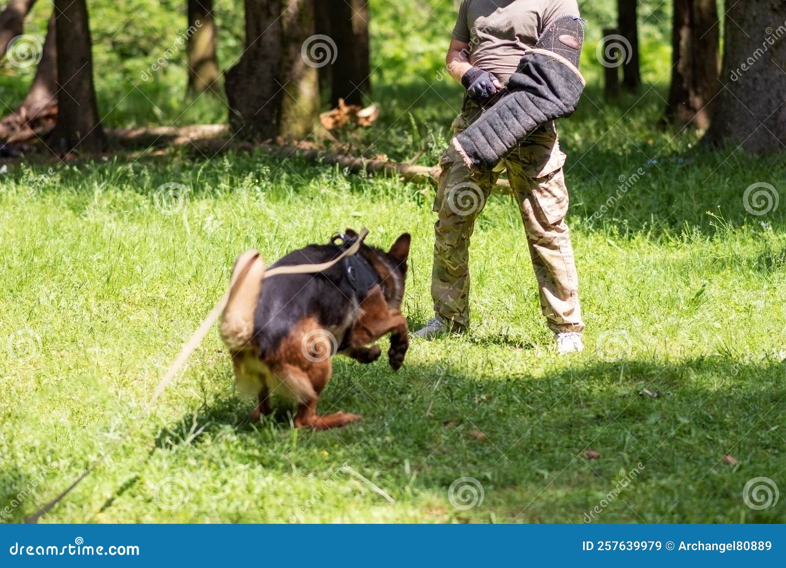 Shepherd Training for Aggression, with Dog Handlers in the Forest ...