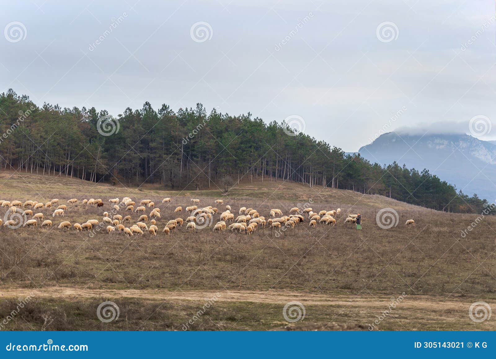 A Shepherd Watches Over a Flock of Sheep Grazing on a Sparse Field ...