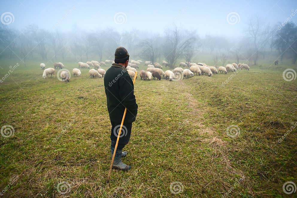 Shepherd Watching Over Sheep Editorial Stock Photo - Image of sheep ...