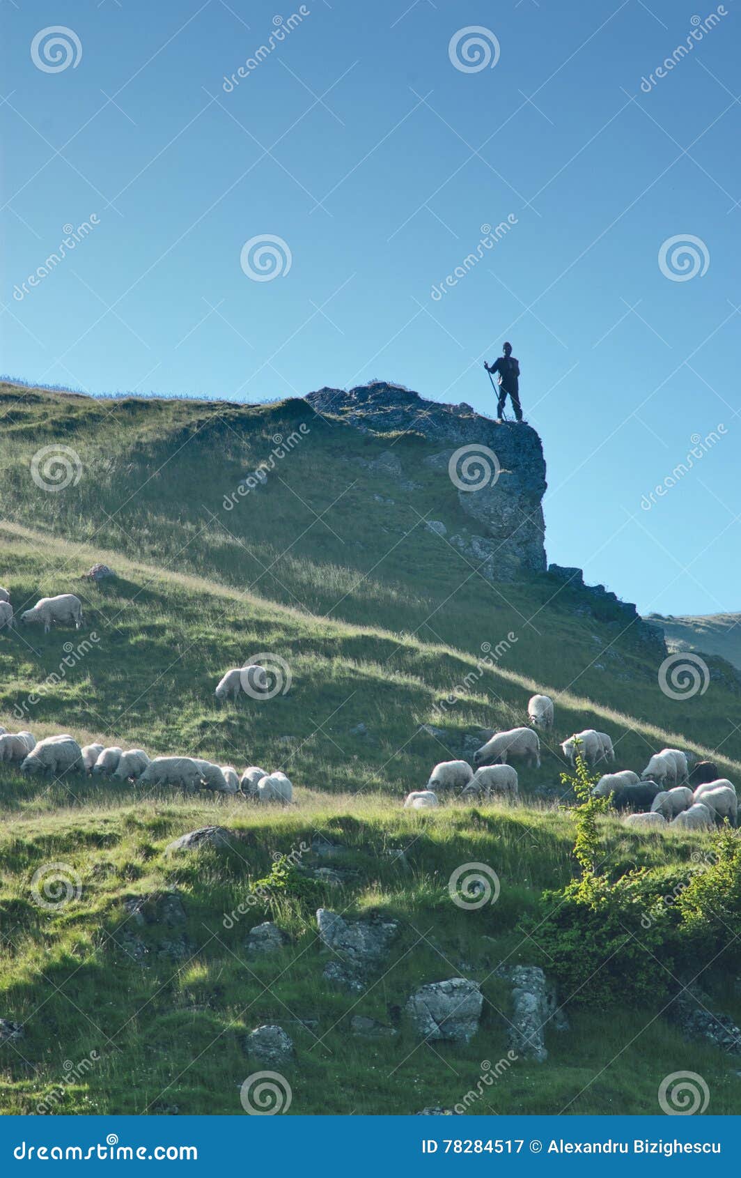 Shepherd Watching the Sheep Stock Image - Image of romania, watching ...