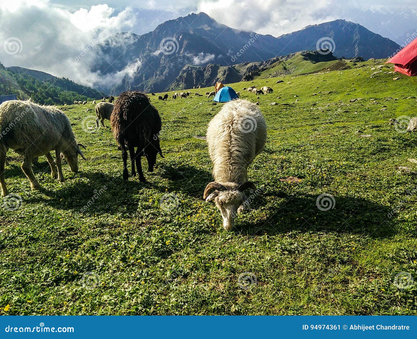 Shepherding stock image. Image of shepherding, happily - 94974361
