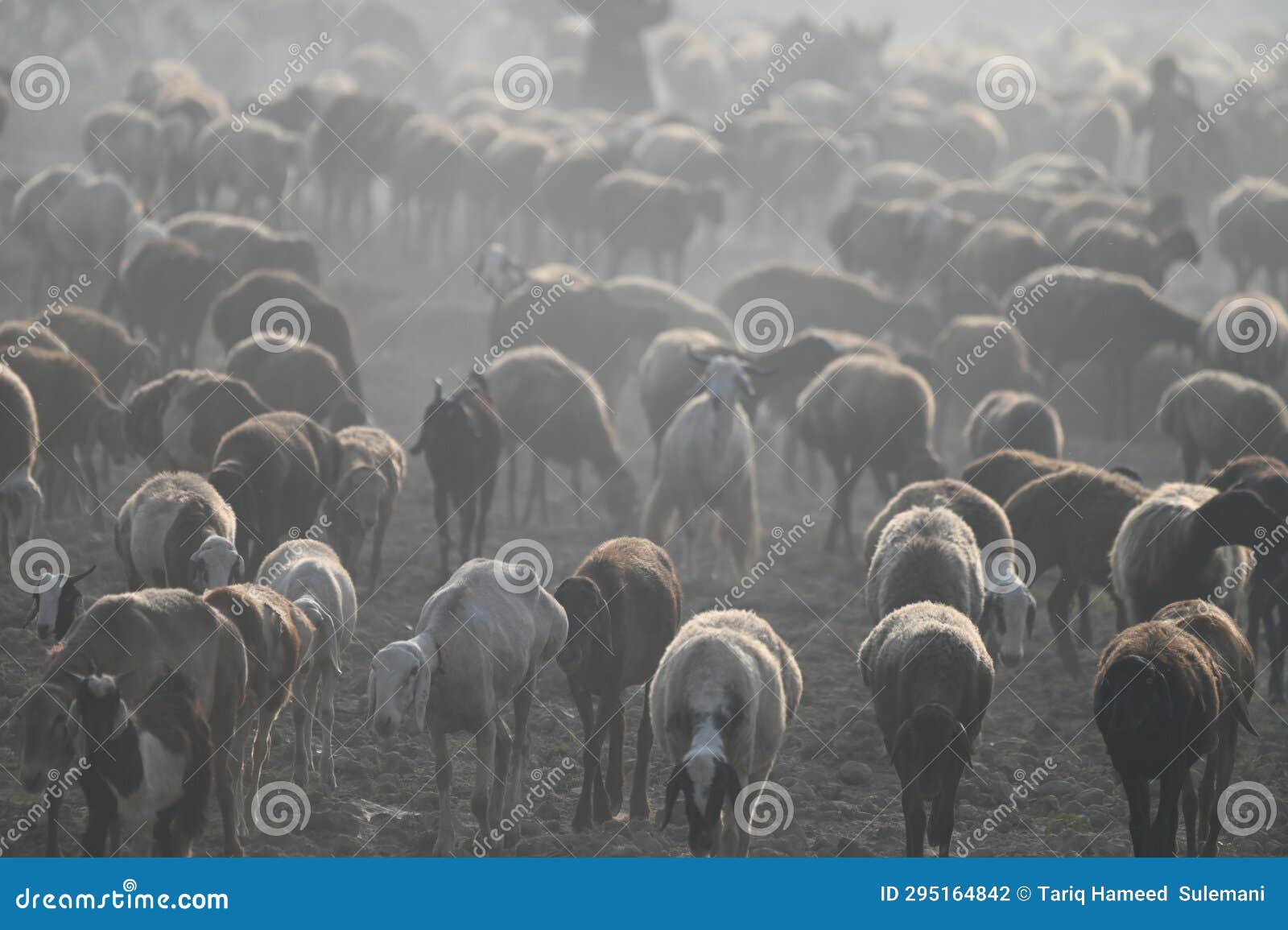 Shepherds with Flock of Sheep and Animals in the Fields. Editorial ...