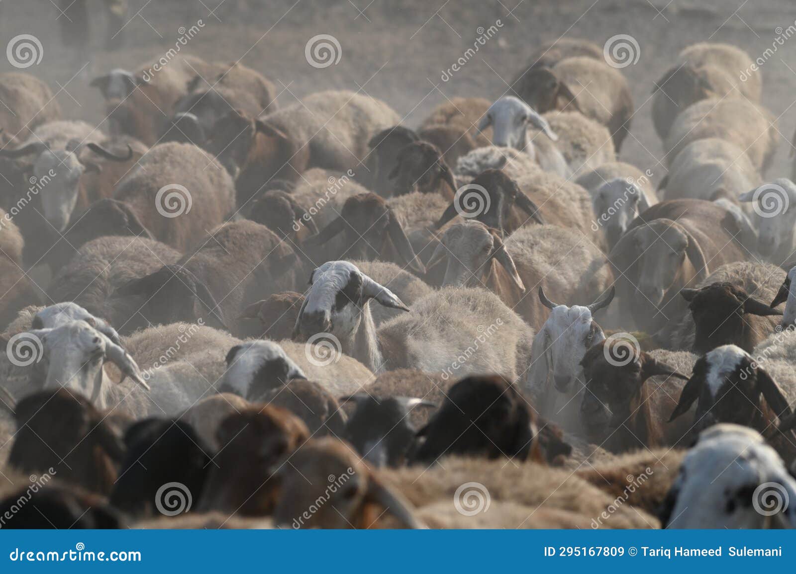 Shepherds with Flock of Sheep and Animals in the Fields. Editorial ...