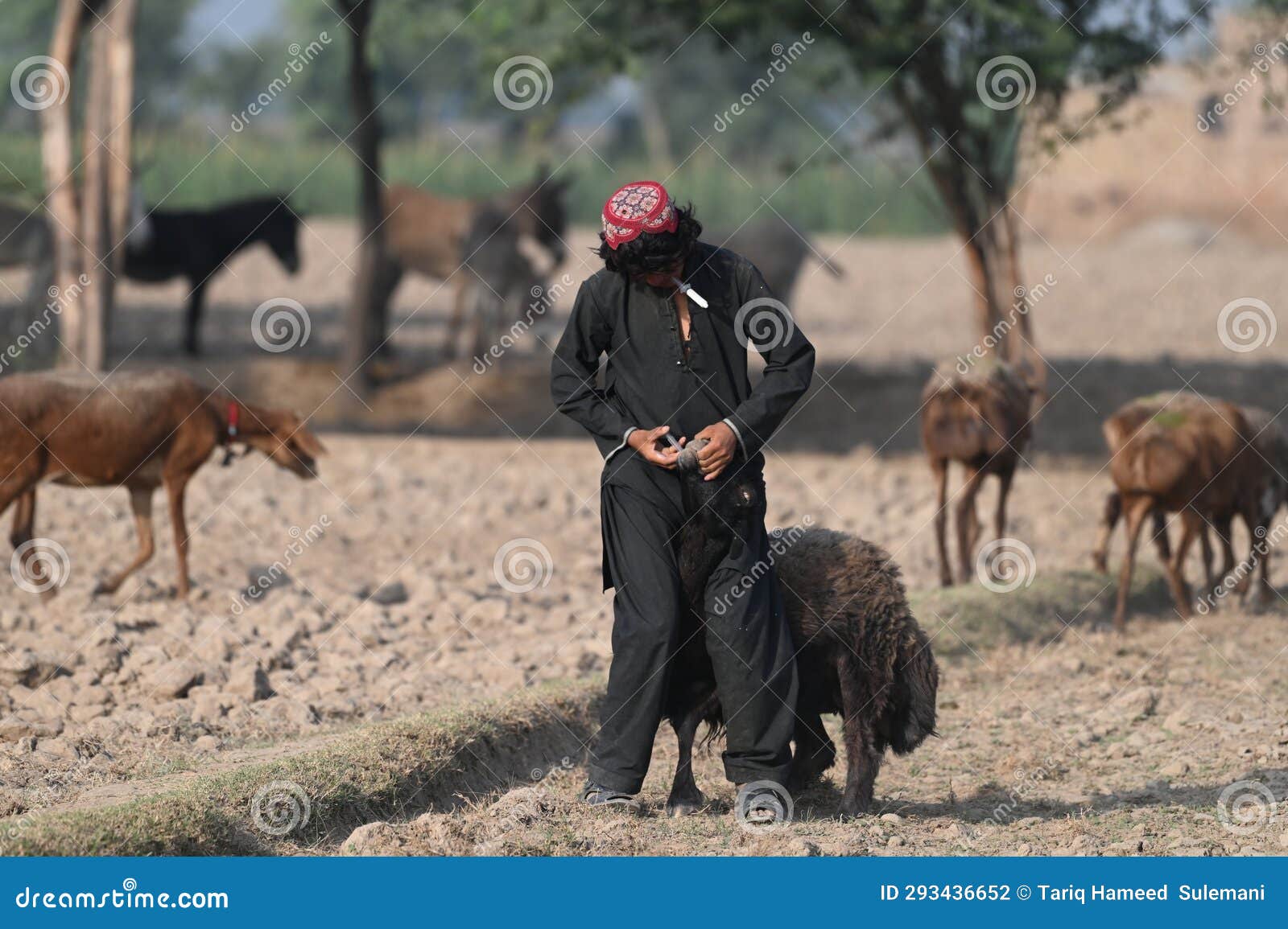 Shepherds with Flock of Sheep in the Desert Editorial Photography ...