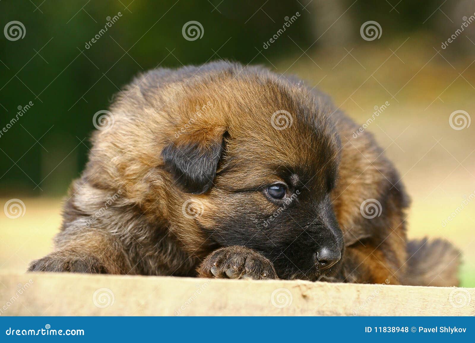 Shepherds Purry stock photo. Image of alsatian, animal - 11838948