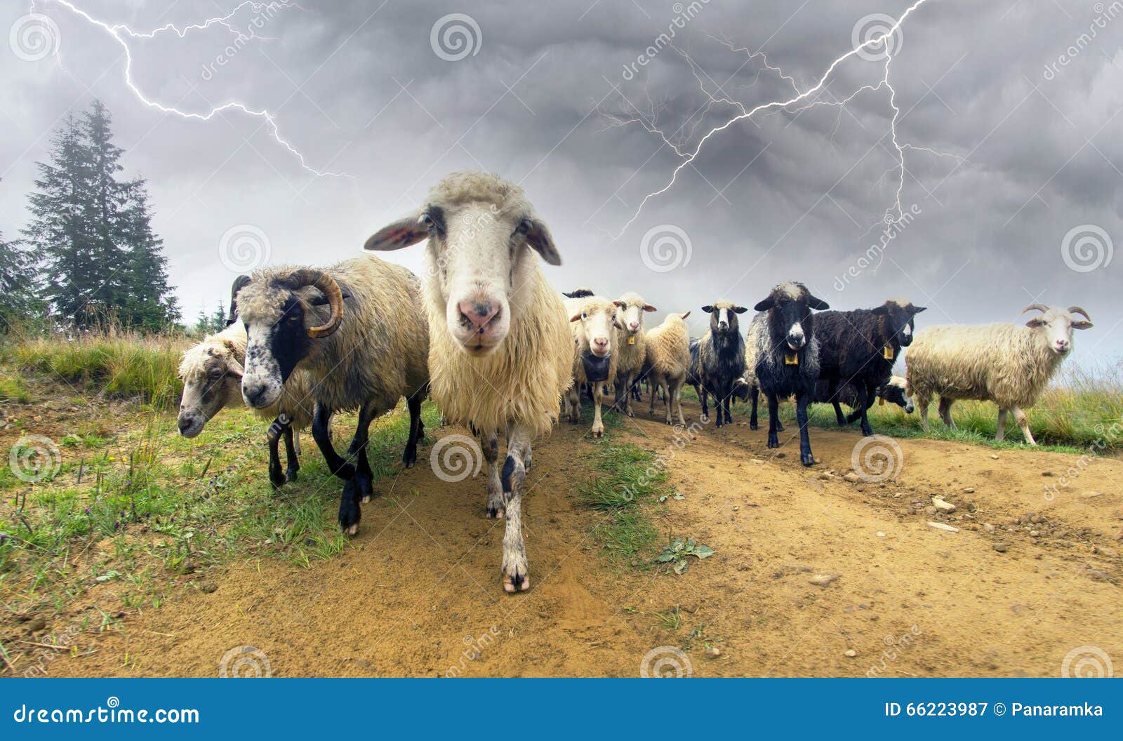 Shepherds and Sheep Carpathians Stock Image - Image of hill, field ...