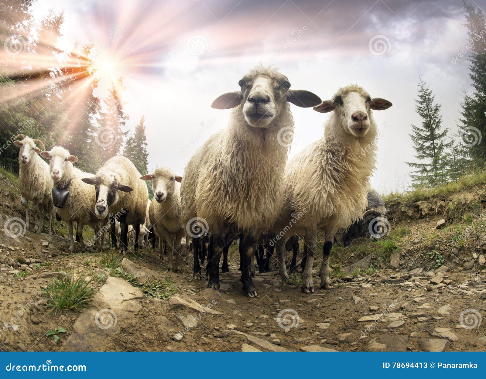 Shepherds and Sheep Carpathians Stock Image - Image of beauty, green ...