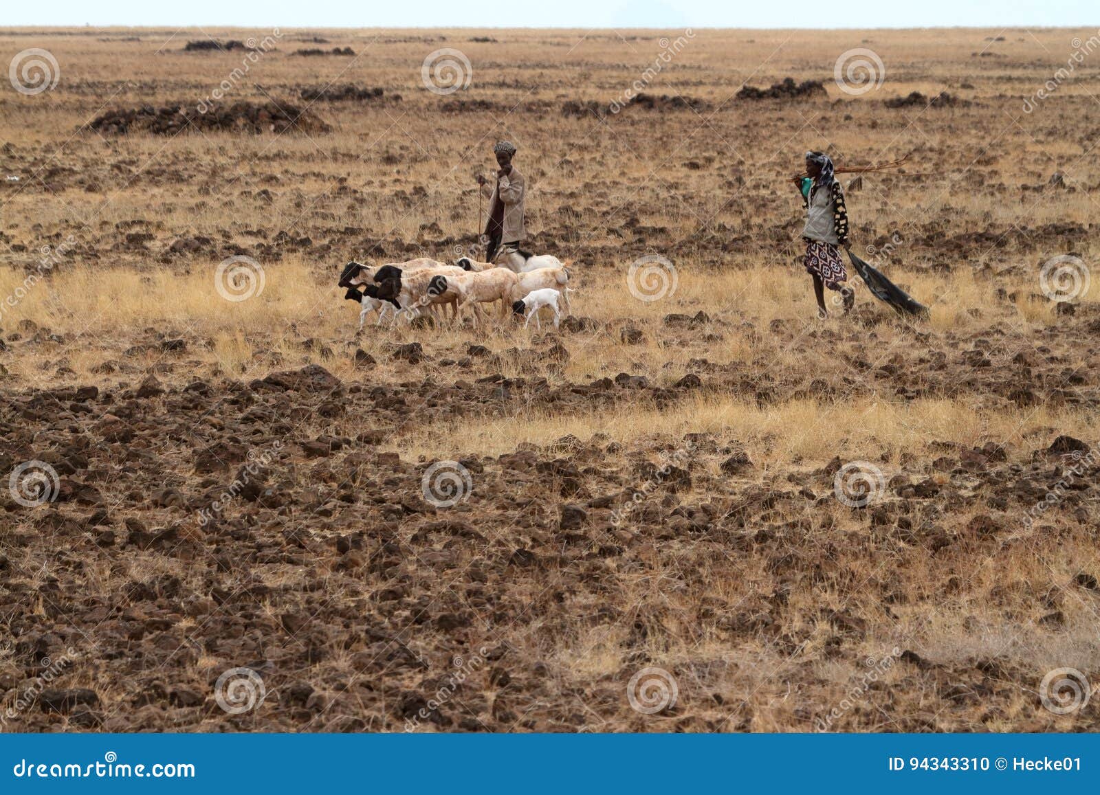 Shepherds and Sheep in Kenya Editorial Image - Image of sheep, africa ...