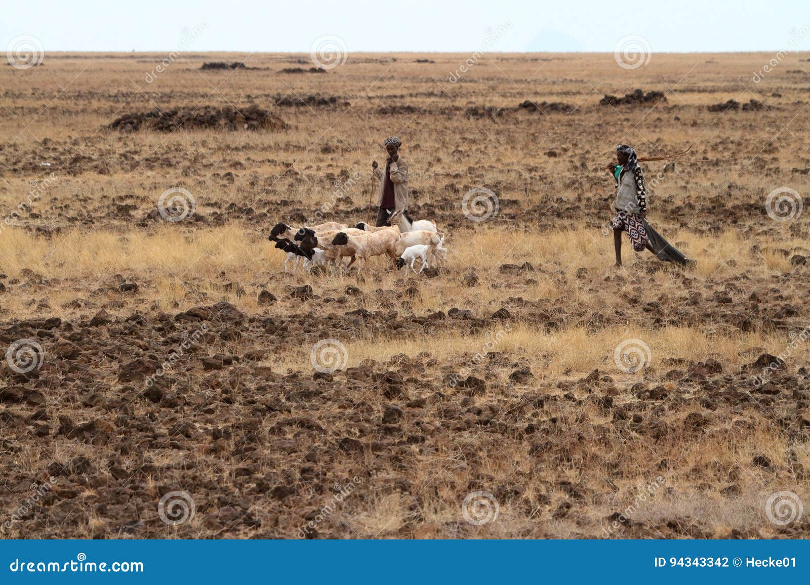 643 Kenya Sheep Stock Photos - Free & Royalty-Free Stock Photos from ...