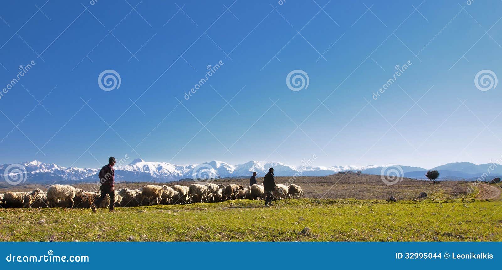 Shepherds with Their Sheep Herd Editorial Stock Image - Image of meadow ...