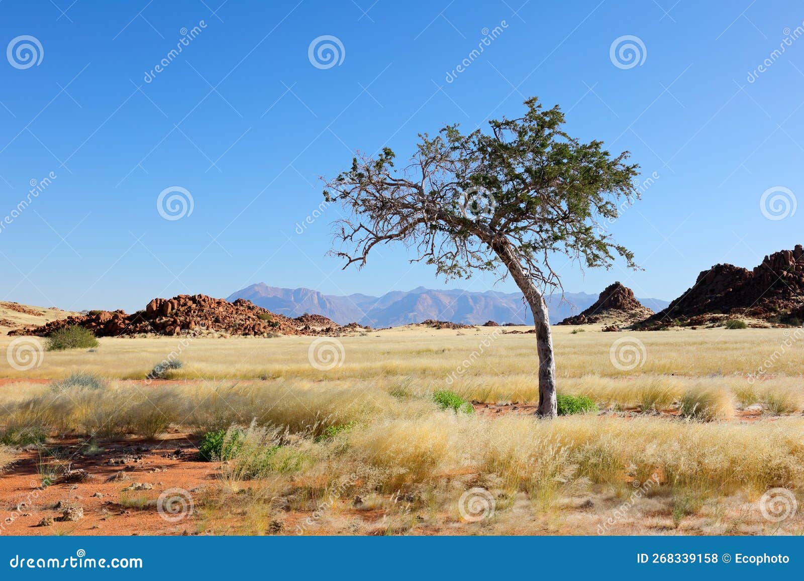 Shepherds Tree in Arid Grassland - Namibia Stock Photo - Image of tree ...