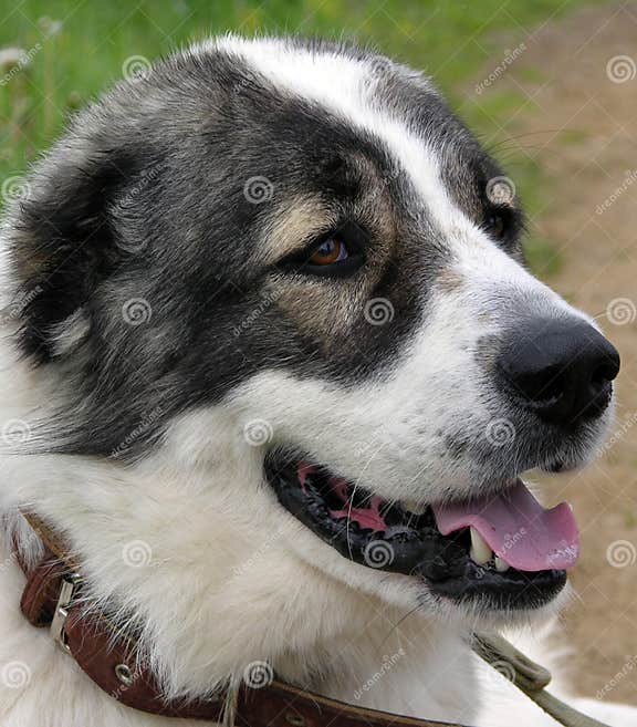 Sheppard stock photo. Image of portrait, breed, kraft, animal - 782978