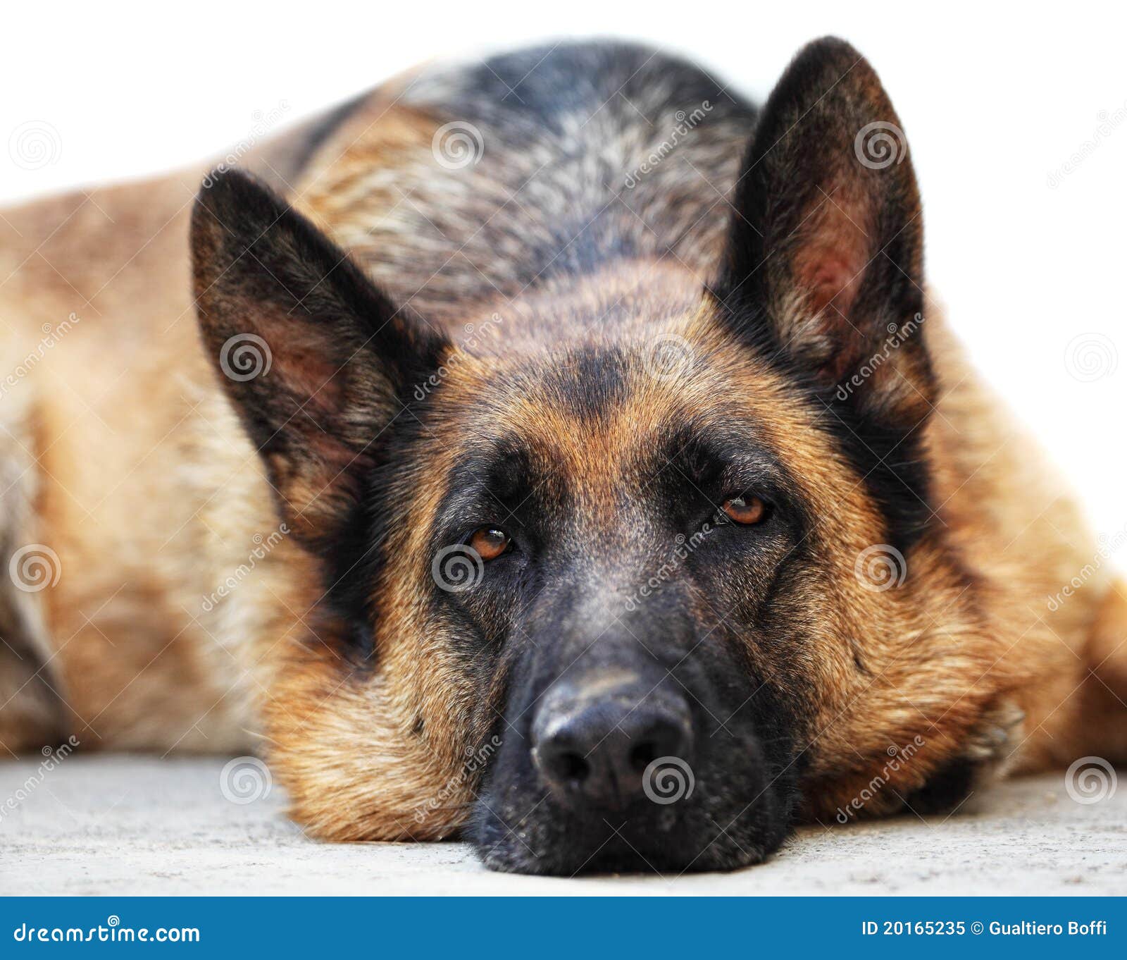 Sheppard alemán imagen de archivo. Imagen de canino, amistad - 20165235