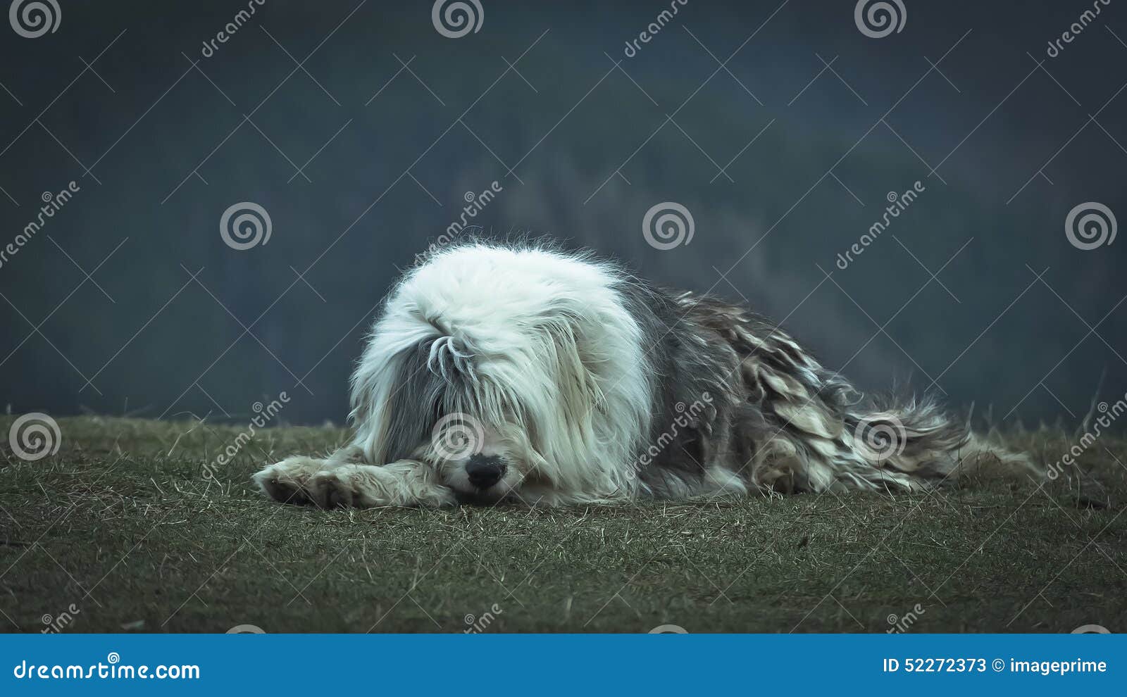 Sheppard Dog stock image. Image of hill, wild, dogs, single - 52272373