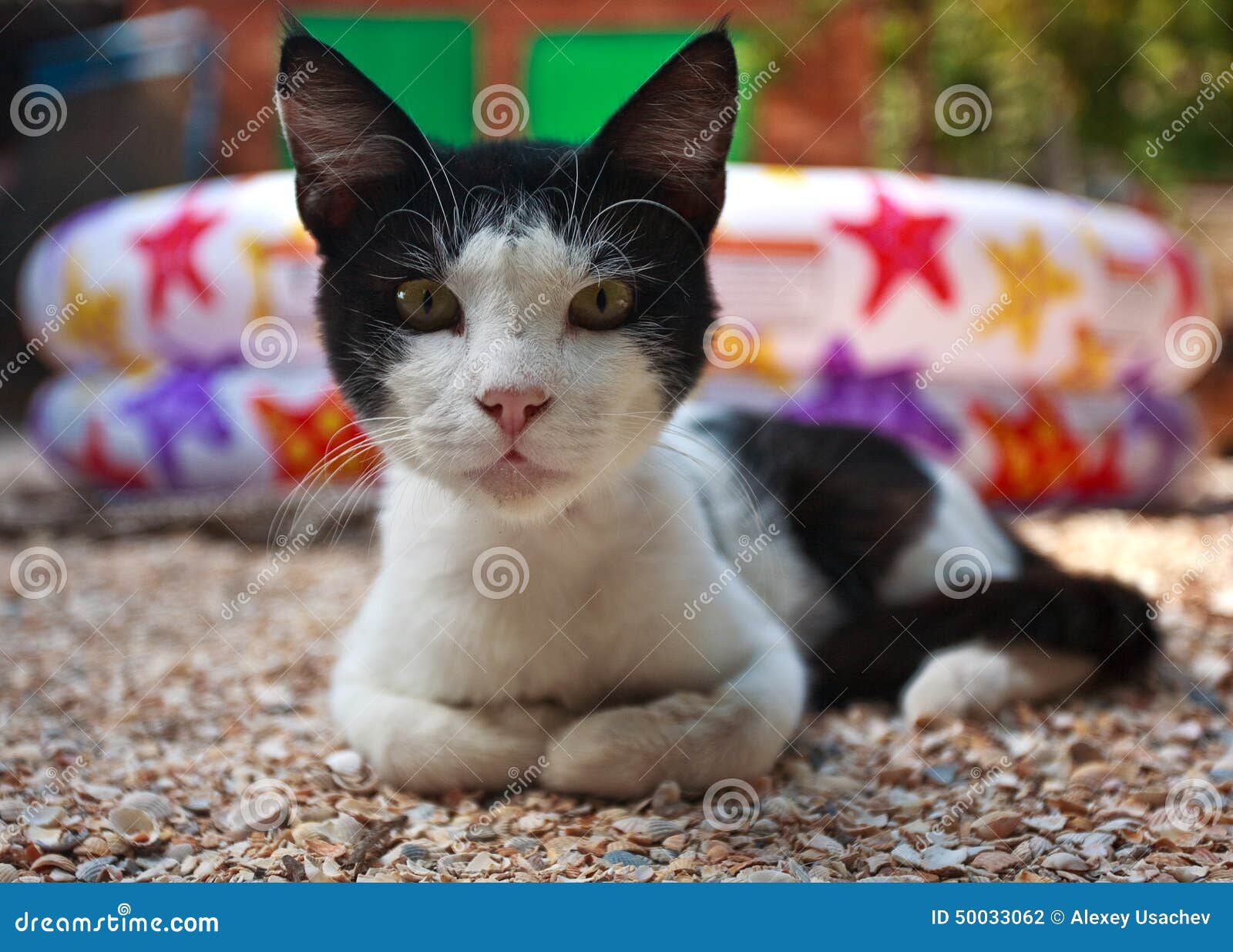 Sherlock Holmes cat double stock photo. Image of baby - 50033062