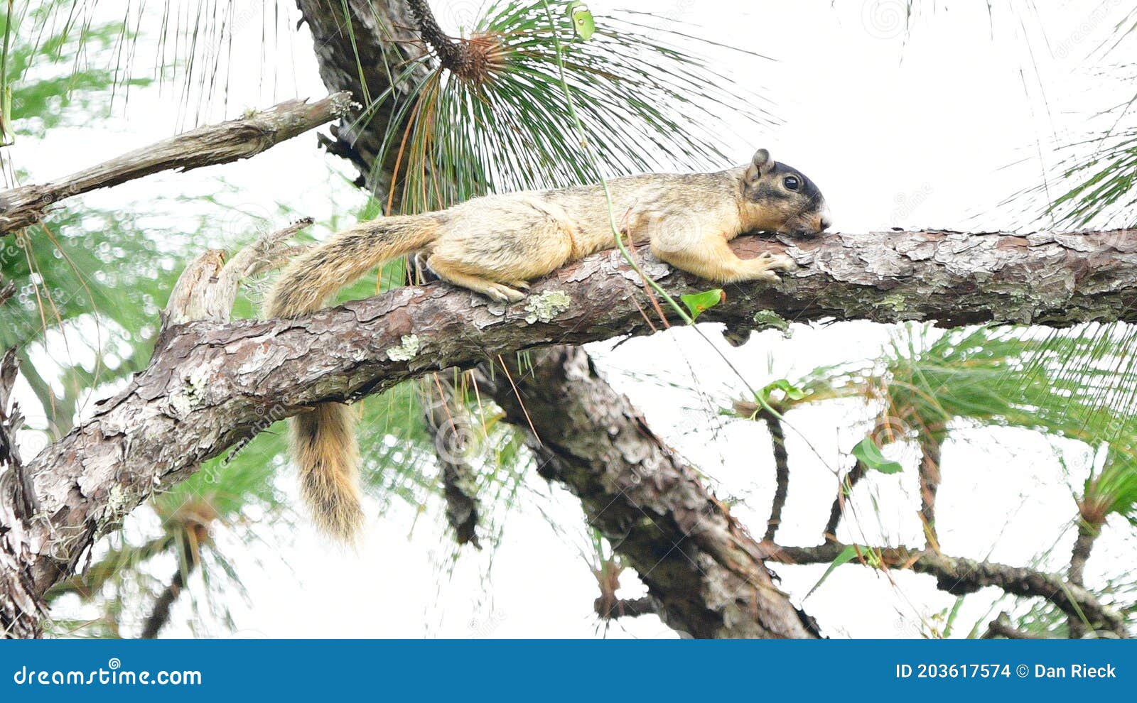 Sherman S or Southern Fox Squirrel on Long Leaf Pine Tree Branch Stock ...
