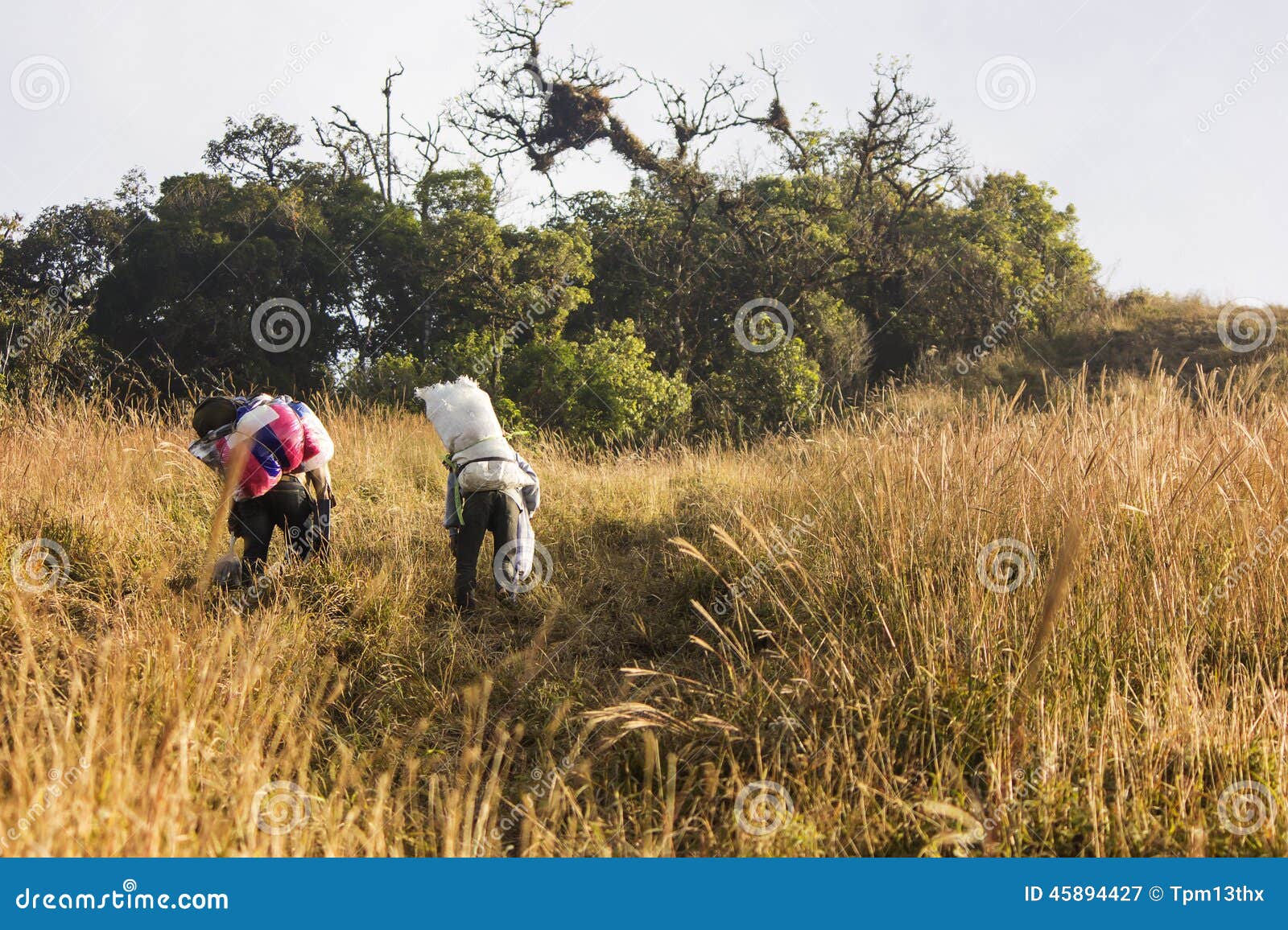 Sherpas Carry Camping Equipment Stock Image - Image of tree, gold: 45894427