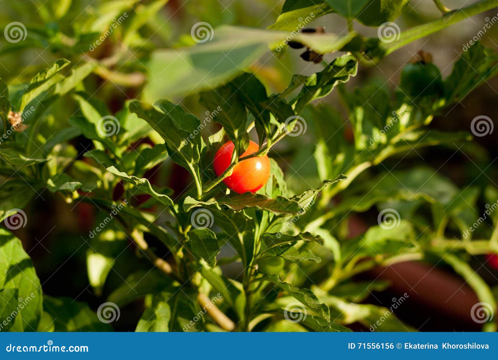 Sherry tomato stock photo. Image of stalk, food, refreshment - 71556156