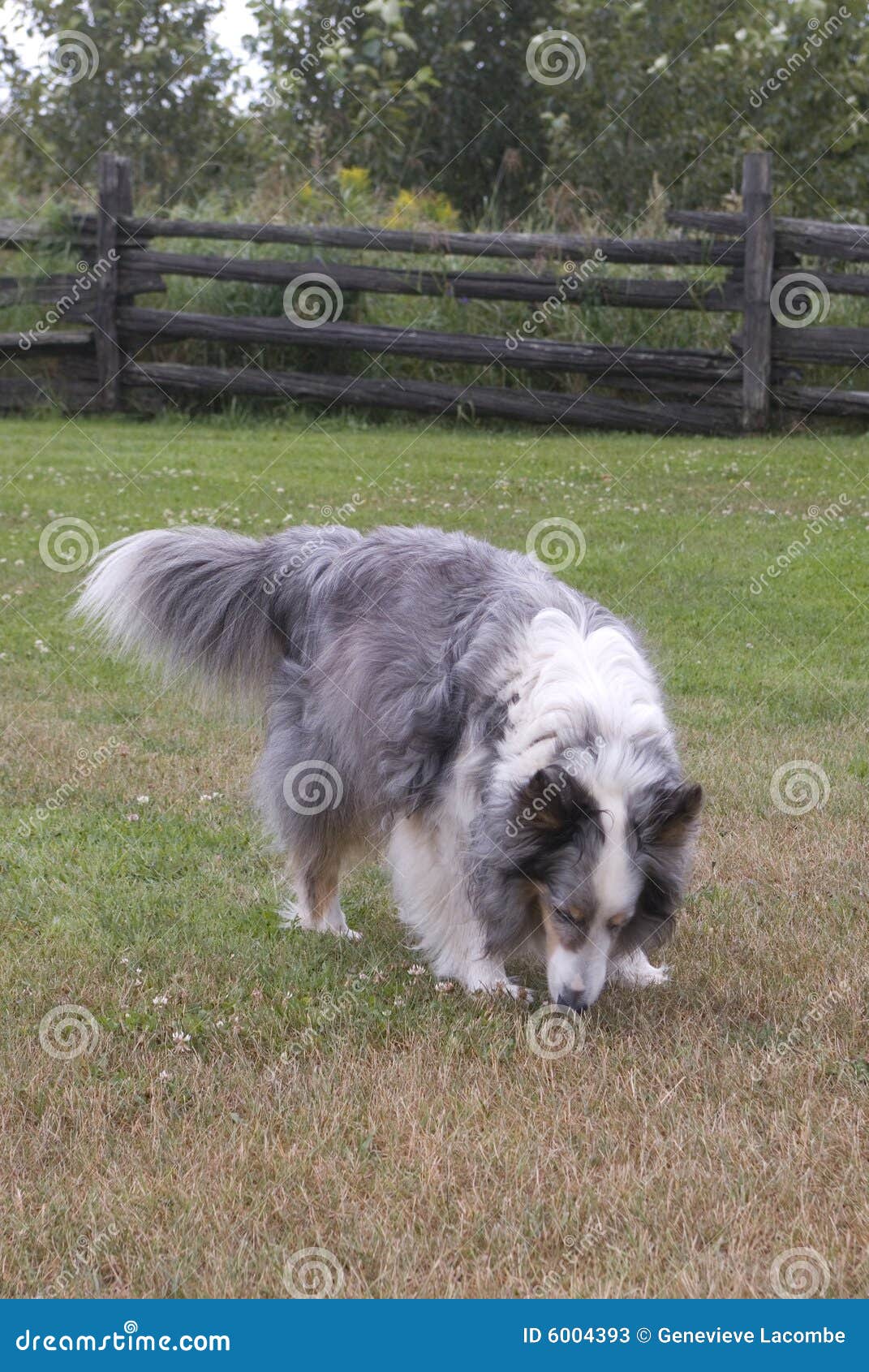 Shetland Dog Sniffing the Ground Stock Image - Image of smell, nose ...