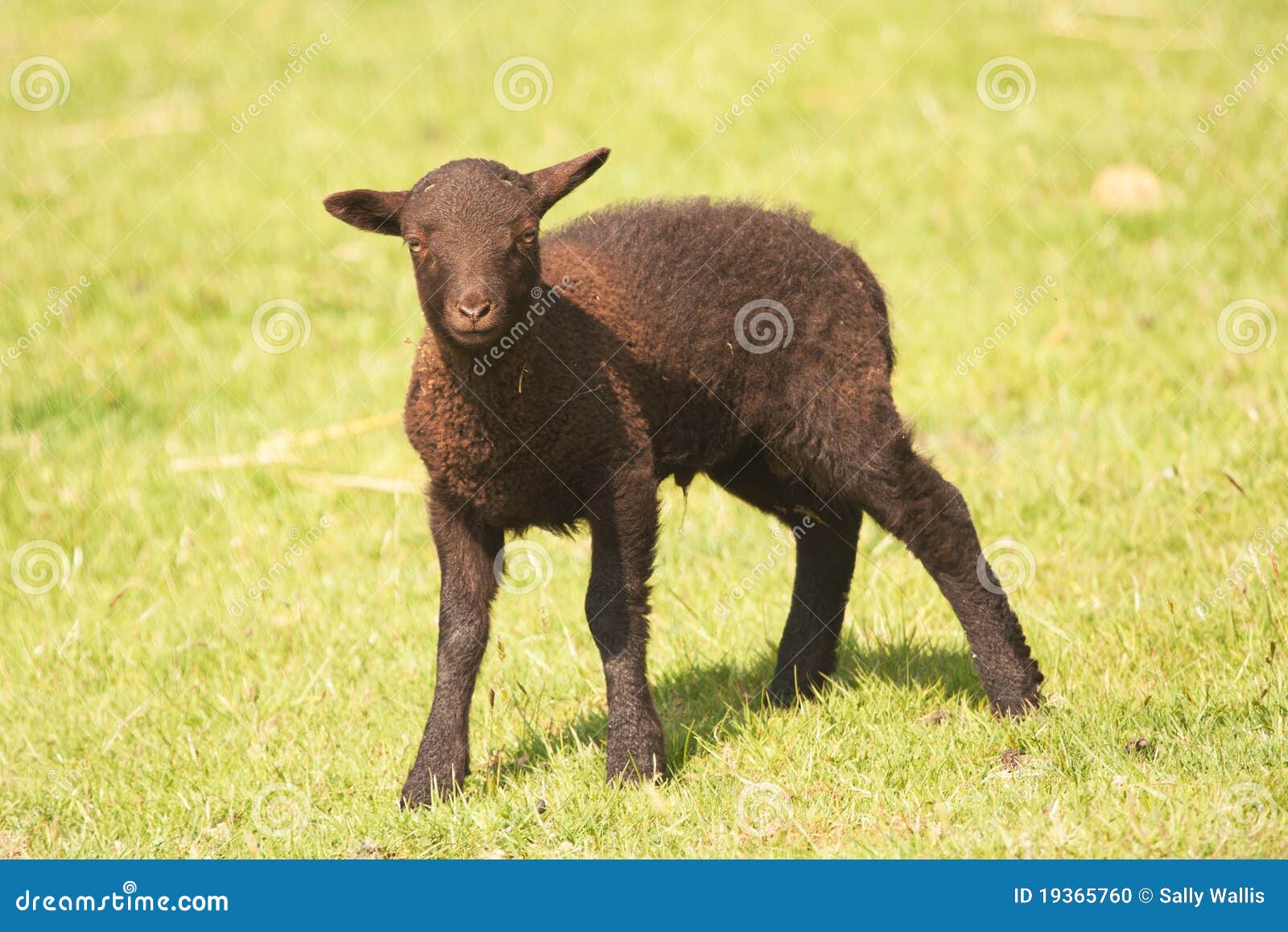 Shetland lamb - dark brown stock photo. Image of sheep - 19365760