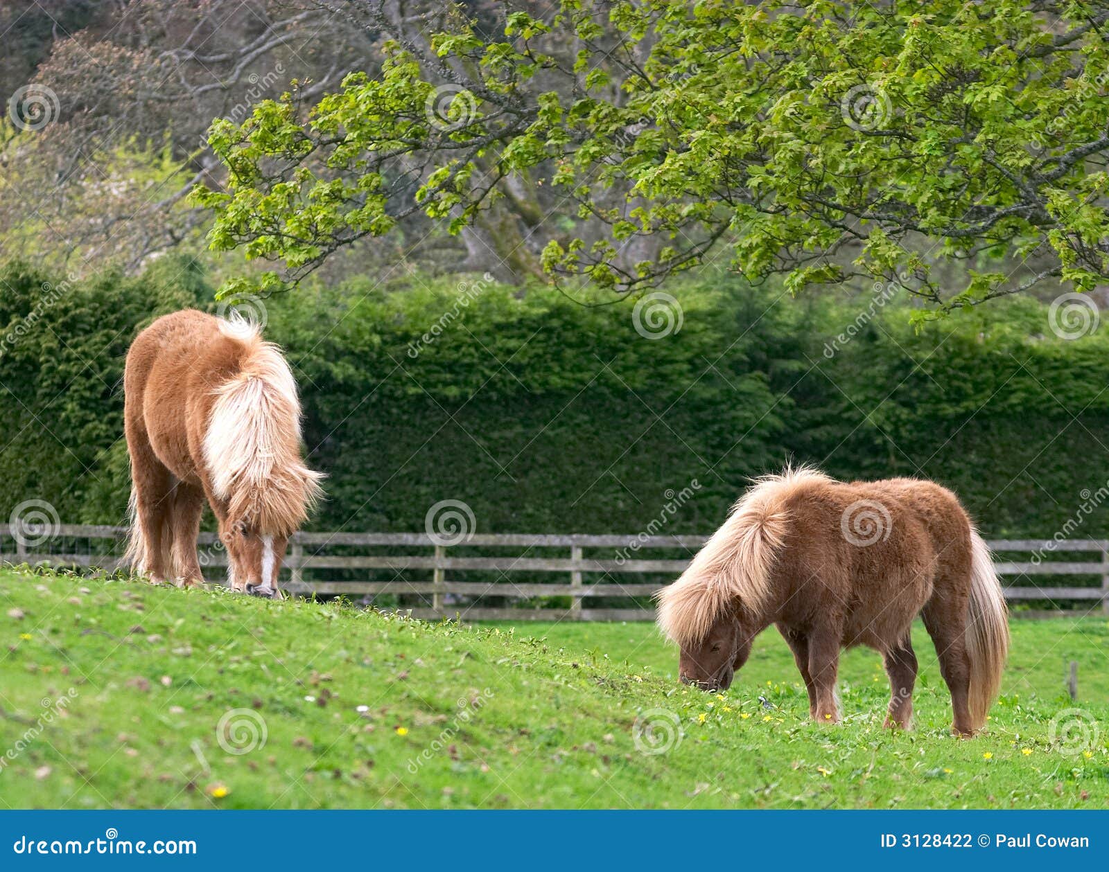 Shetland ponies stock photo. Image of shetland, field - 3128422