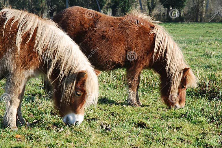 Shetland ponies stock image. Image of pony, fillies, animal - 9309979