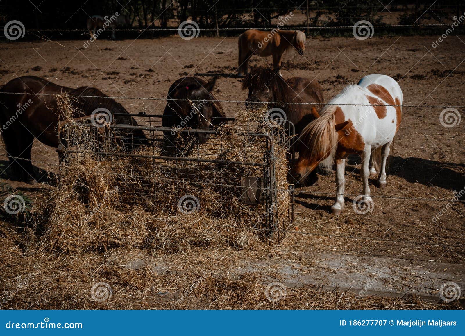 Shetland Ponies Eating Hay in the Paddock Stock Image - Image of eating ...