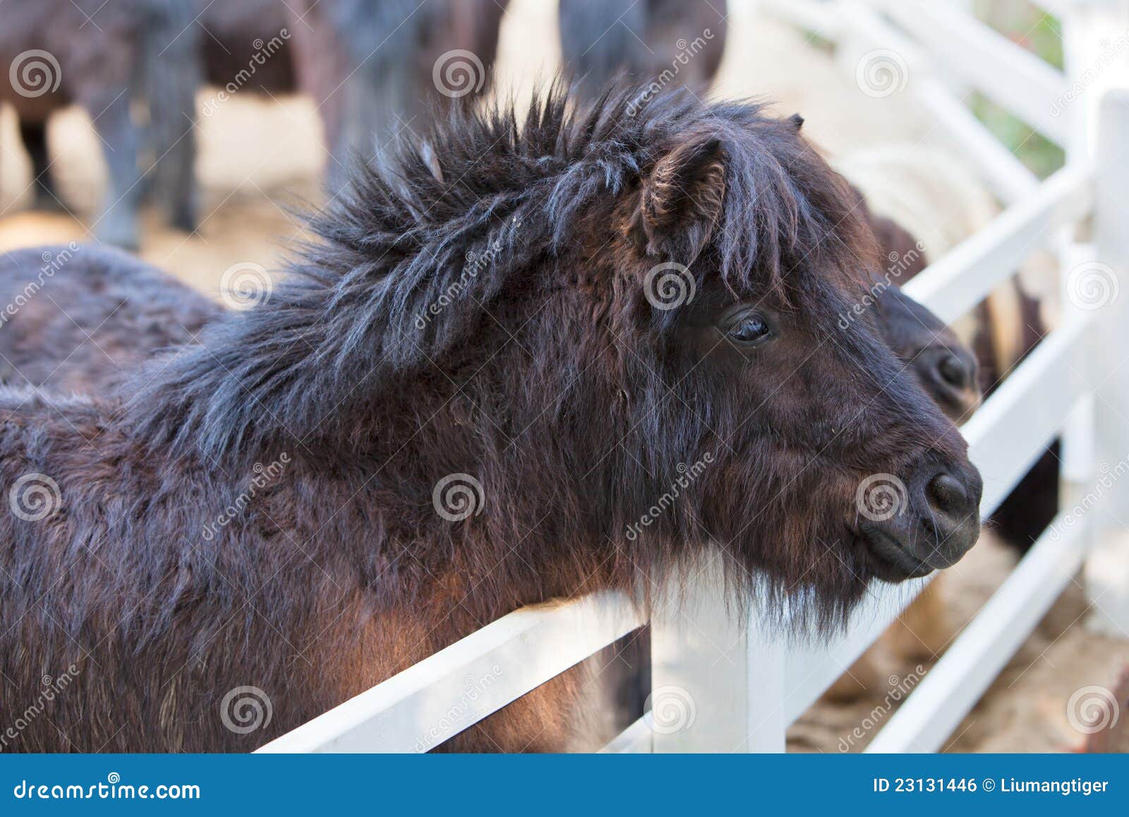 Two Shetland Ponies Talking In Horse Stablle Royalty-Free Stock Photo ...