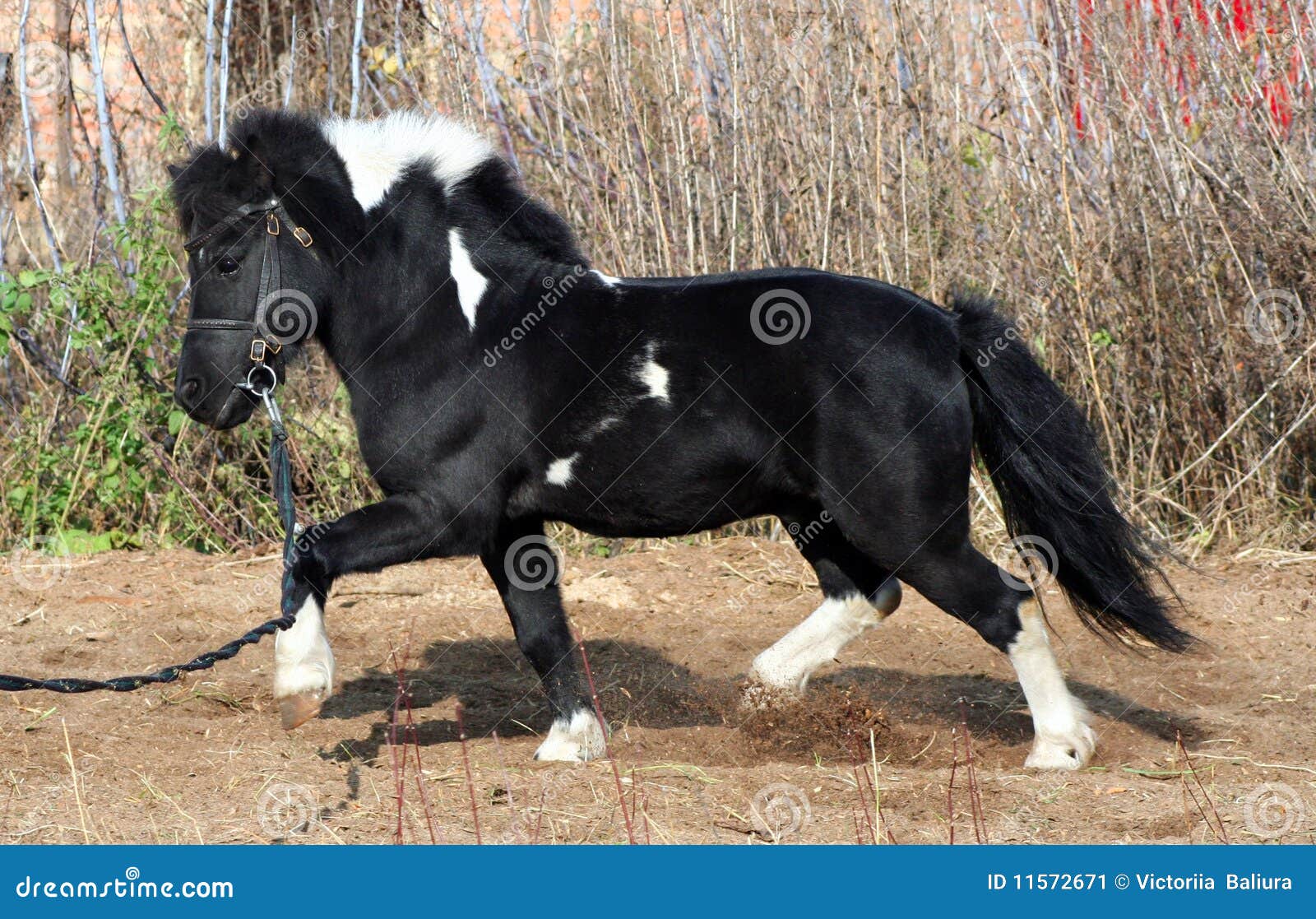 Shetland-Pony Stockbild - Bild: 11572671